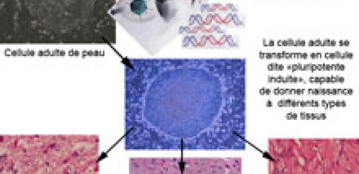Cellules souches embryonnaires : on sait les fabriquer génétiquement ...