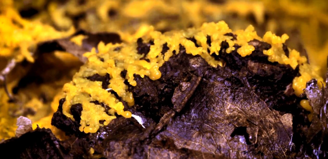 Tout savoir sur le blob | Le blob, l'extra-média