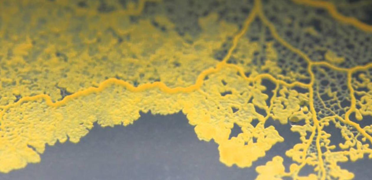 « Le blob », organisme unicellulaire capable d’apprendre | Le blob, l ... « Le blob », organisme unicellulaire capable d’apprendre | Le blob, l ...