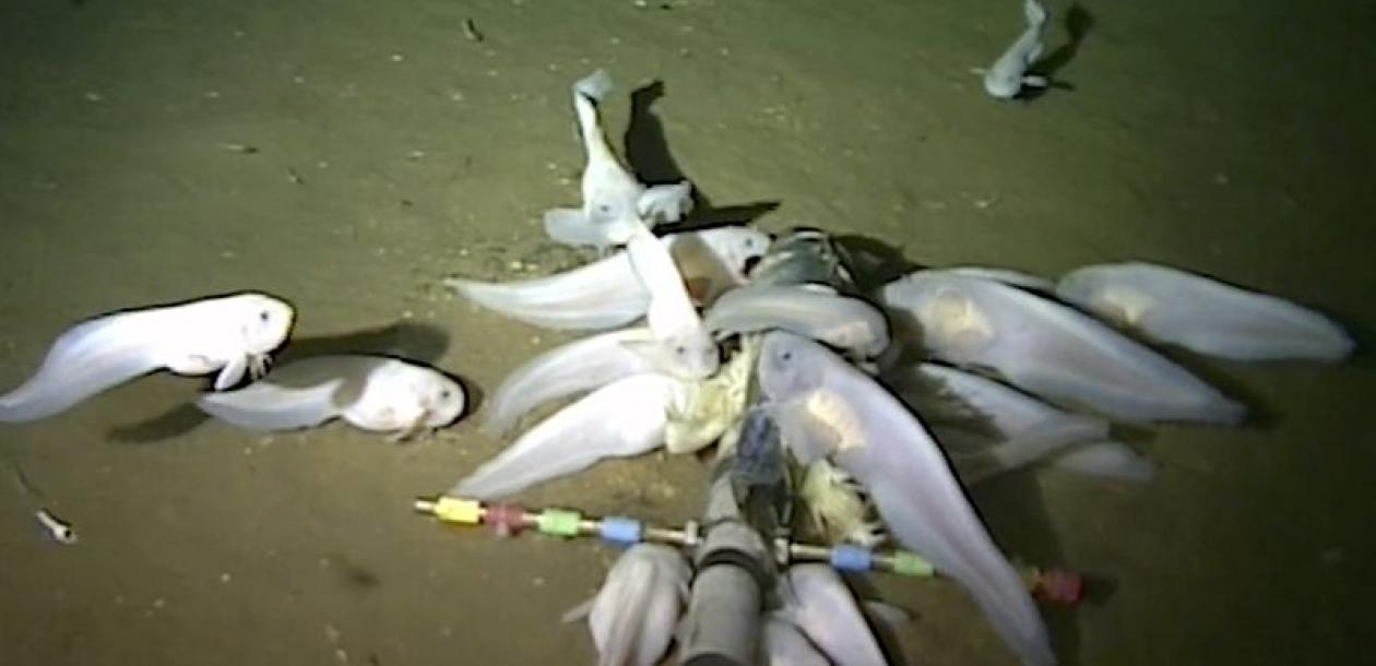 Premier génome d’un poisson des grandes profondeurs | Le blob, l'extra ...