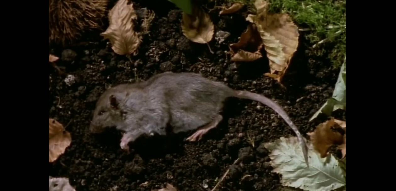 Décomposition d'un rat | Le blob, l'extra-média