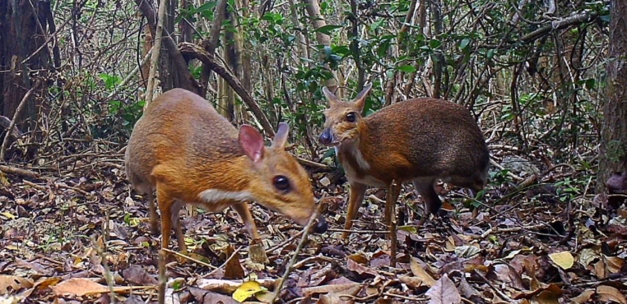 Un petit ruminant disparu des radars depuis 25 ans photographié au ...