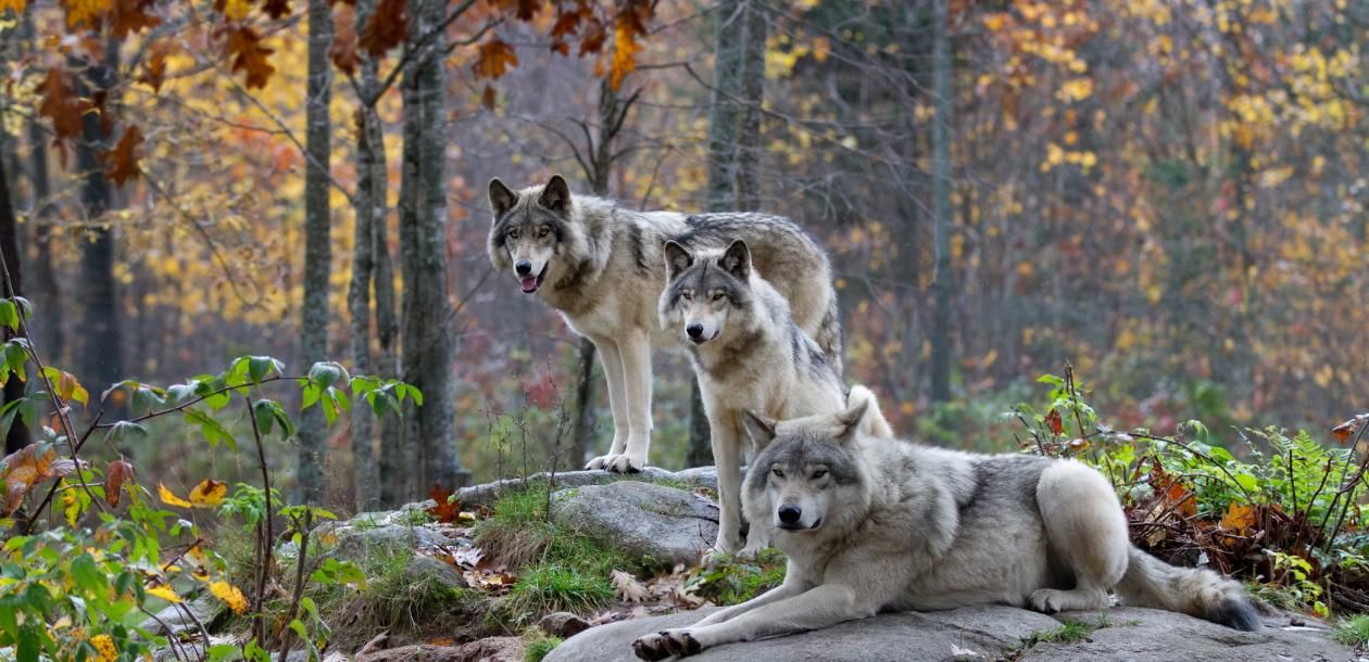 Des restes de viande à l’origine de la domestication du loup ? | Le ...