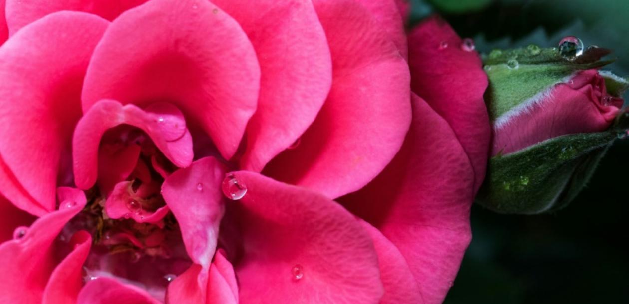 Le curieux destin d'une cellule de rose, ou les biotechnologies à l ...