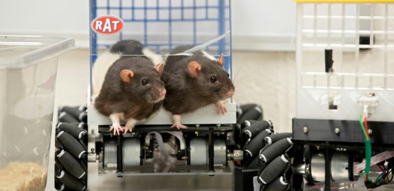 Santé mentale : des rats pour tester les thérapies comportementales ...