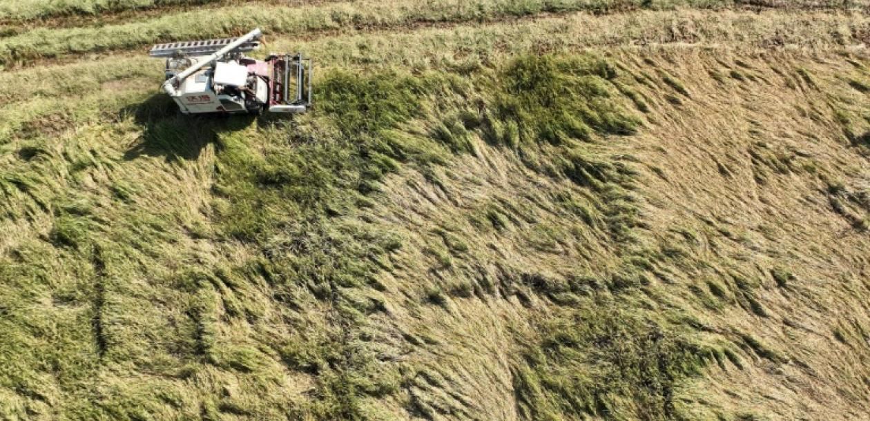 Canicule : La sécurité alimentaire de la Chine gravement menacée | Le ...