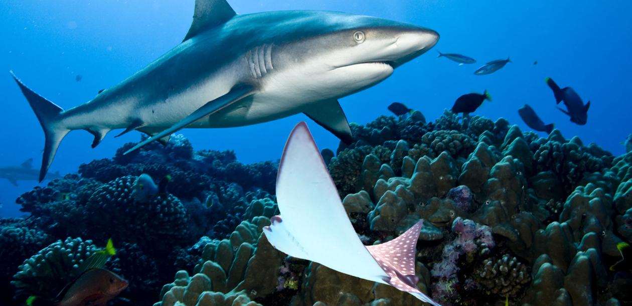 Raies et requins en péril | Le blob, l'extra-média