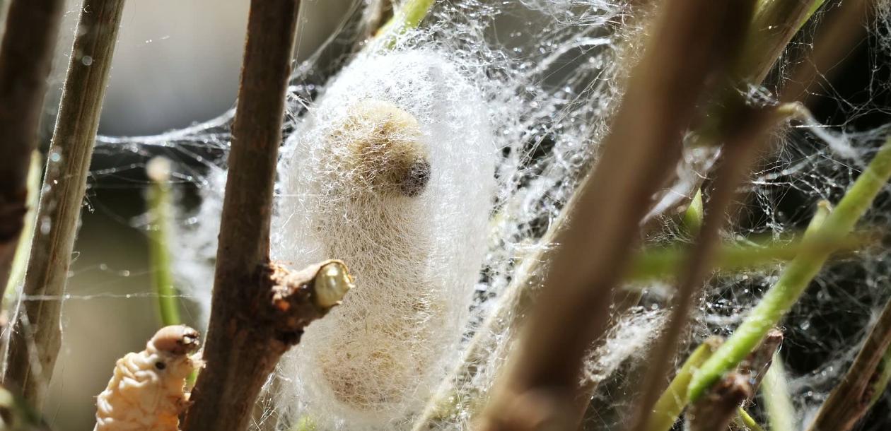 Réparer comme le vivant | Le blob, l'extra-média