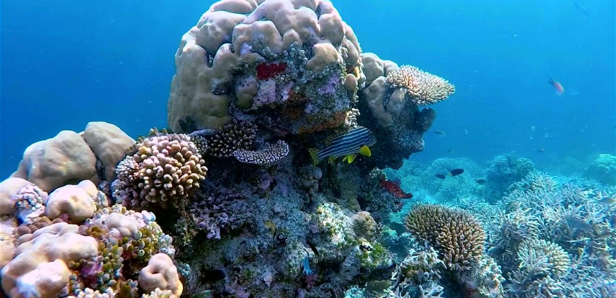 Le guano des oiseaux, allié des coraux | Le blob, l'extra-média