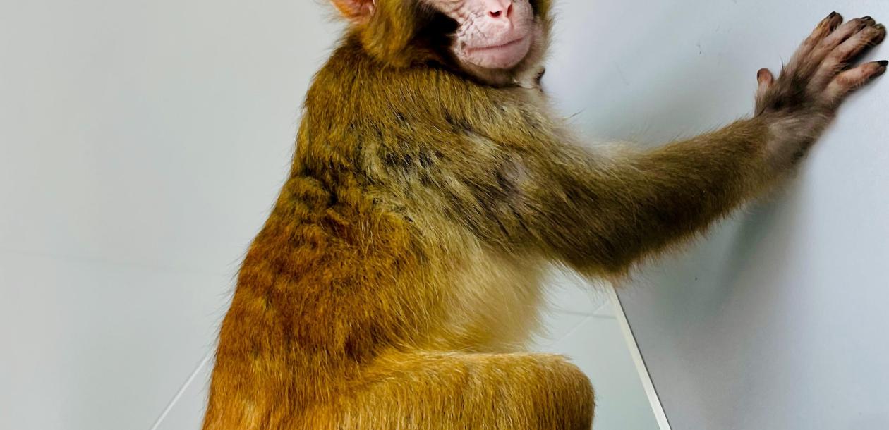 Retro, le premier singe rhésus cloné | Le blob, l'extra-média