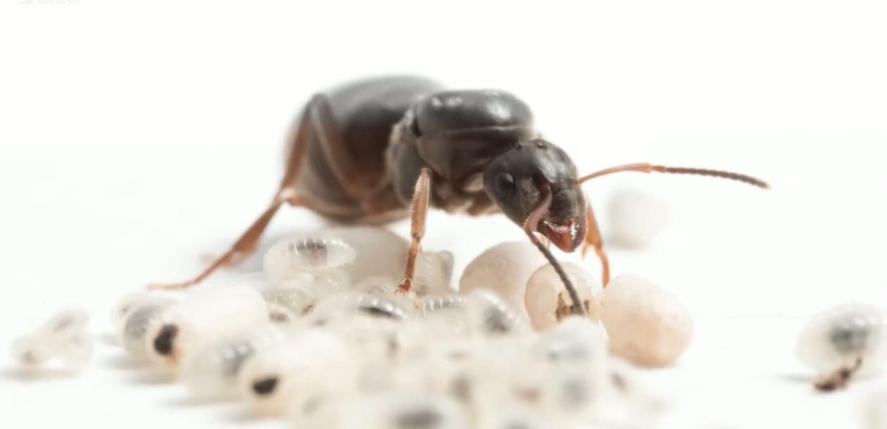 La reine des fourmis, une ouvrière en puissance | Le blob, l'extra-média