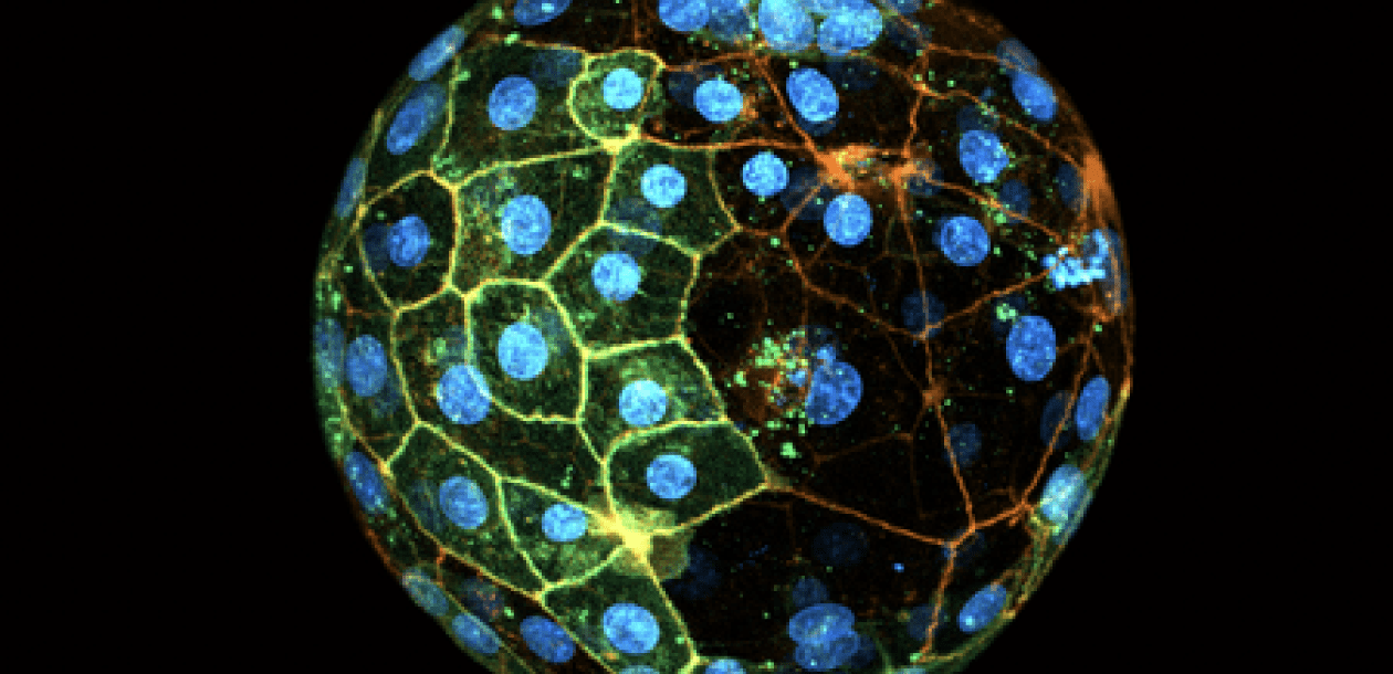 Développement humain : les deux premières cellules d’un embryon sont ...