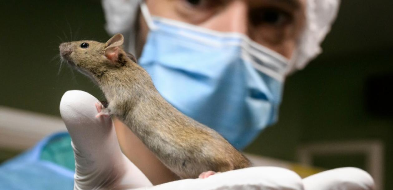 Les rats ont l'oreille musicale | Le blob, l'extra-média