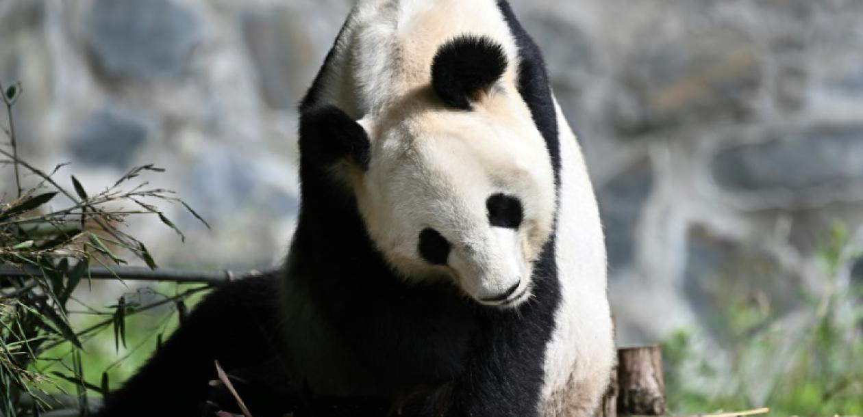 Des pandas de l'étranger rentrent en Chine assurer la survie de l ...