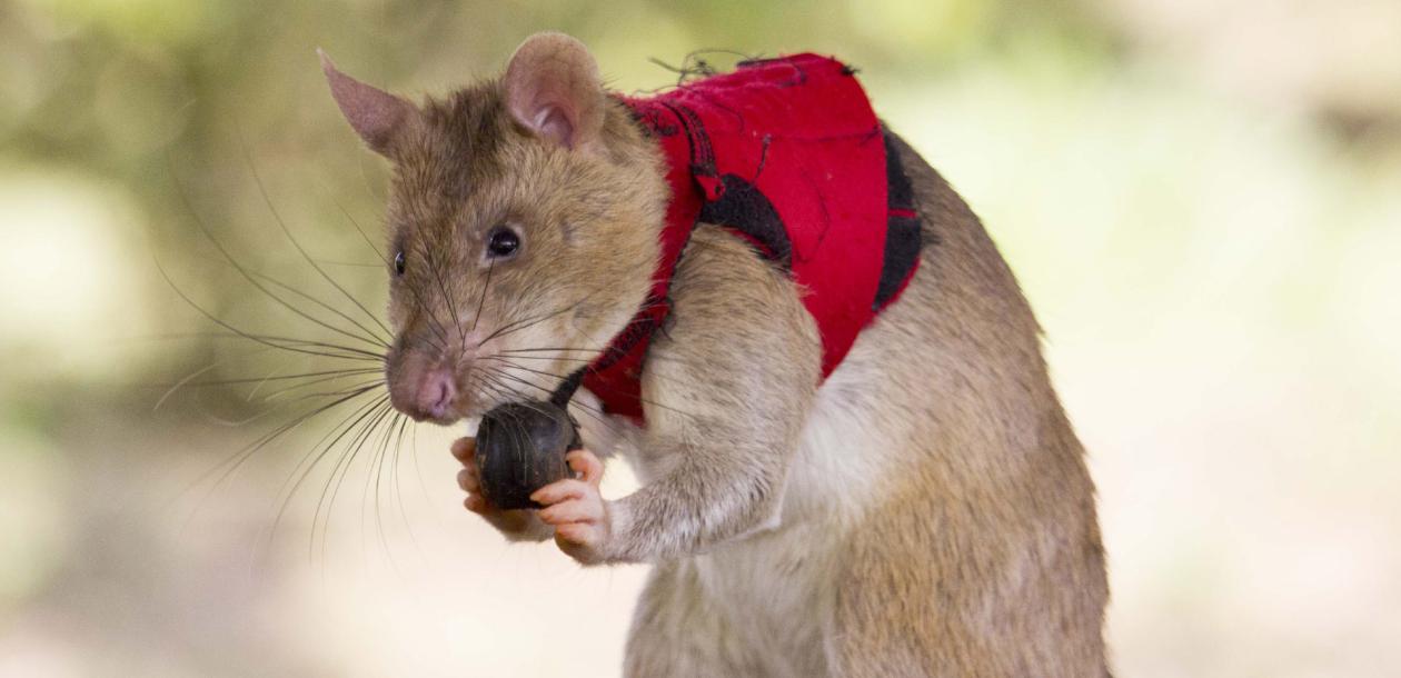 Des rats géants contre le trafic illégal d’espèces menacées | Le blob ...